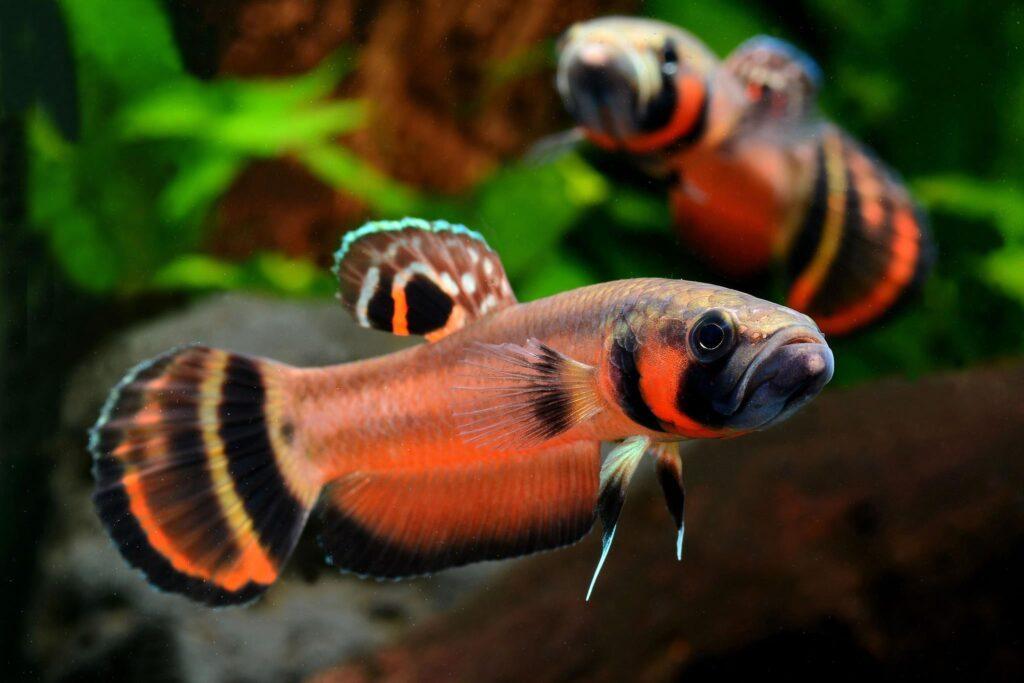 Beta Balığı: Bakım, Türler ve Beslenme Rehberi - Akvaryum Türkiye