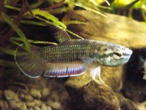 Beta Balığı: Bakım, Türler ve Beslenme Rehberi - Akvaryum Türkiye